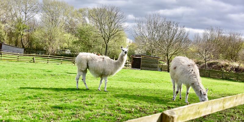 Mudchute Park & Farm | LONDRA